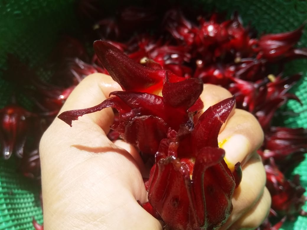 Buah Rosela Segar Dibuat Minuman, Manfaatnya Apa Saja? - wongkito.co