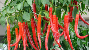 Demfarm - Get to Know Fusarium Wilt Disease in Chili Plants and How to ...