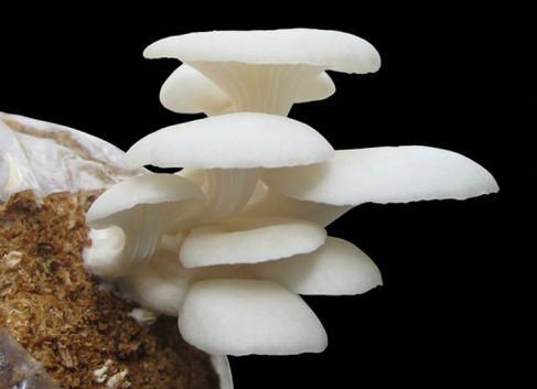 Oyster Mushroom Cultivation Oyster Mushroom Cultivation