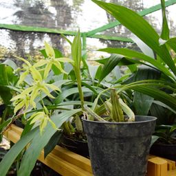 Perlu Upaya Penyelamatan, Kenali 4 Tanaman Endemik yang Terancam Punah ...