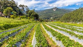 Demfarm - Getting to Know Terracing Farming Techniques