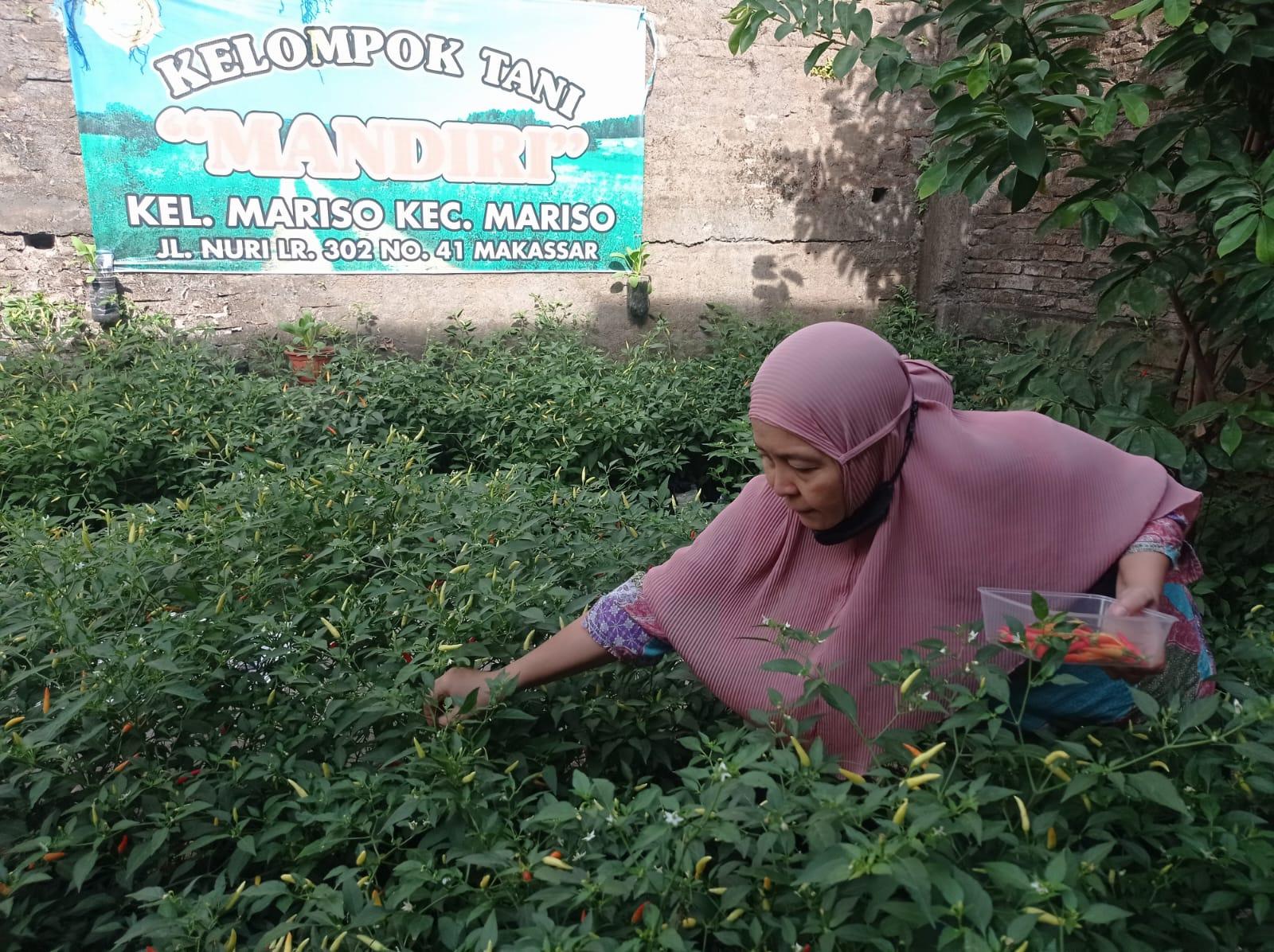 Gerakan Terus Menanam di Mariso, Makassar - sijori.id
