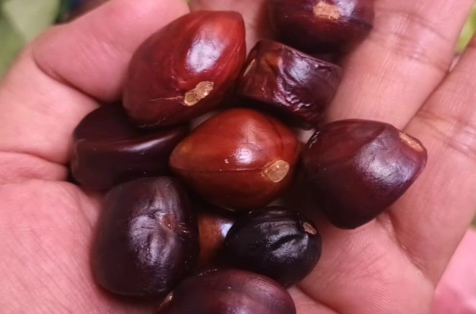 Kabau dan Segudang Manfaat untuk Kesehatan Tubuh, Intip Yuk Apa Saja ...