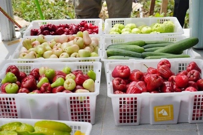 Long Kali Siap Jadi Sentra Hortikultura Kaltim - ibukotakini.com