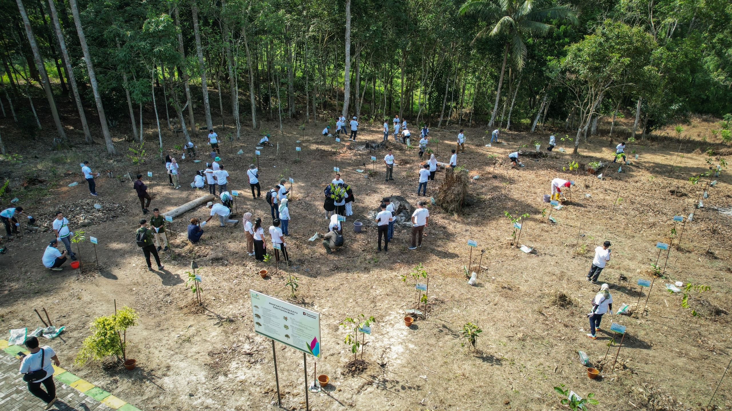 PLN Tanam 1.500 Pohon di Balikpapan - ibukotakini.com